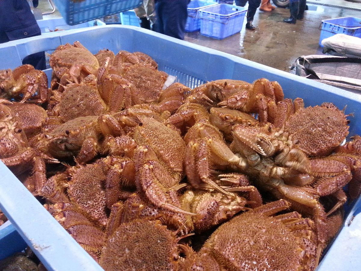 First Crab of the Season | ABASHIRI HOKKAIDO WHAT-TO-DO WHERE-TO-GO